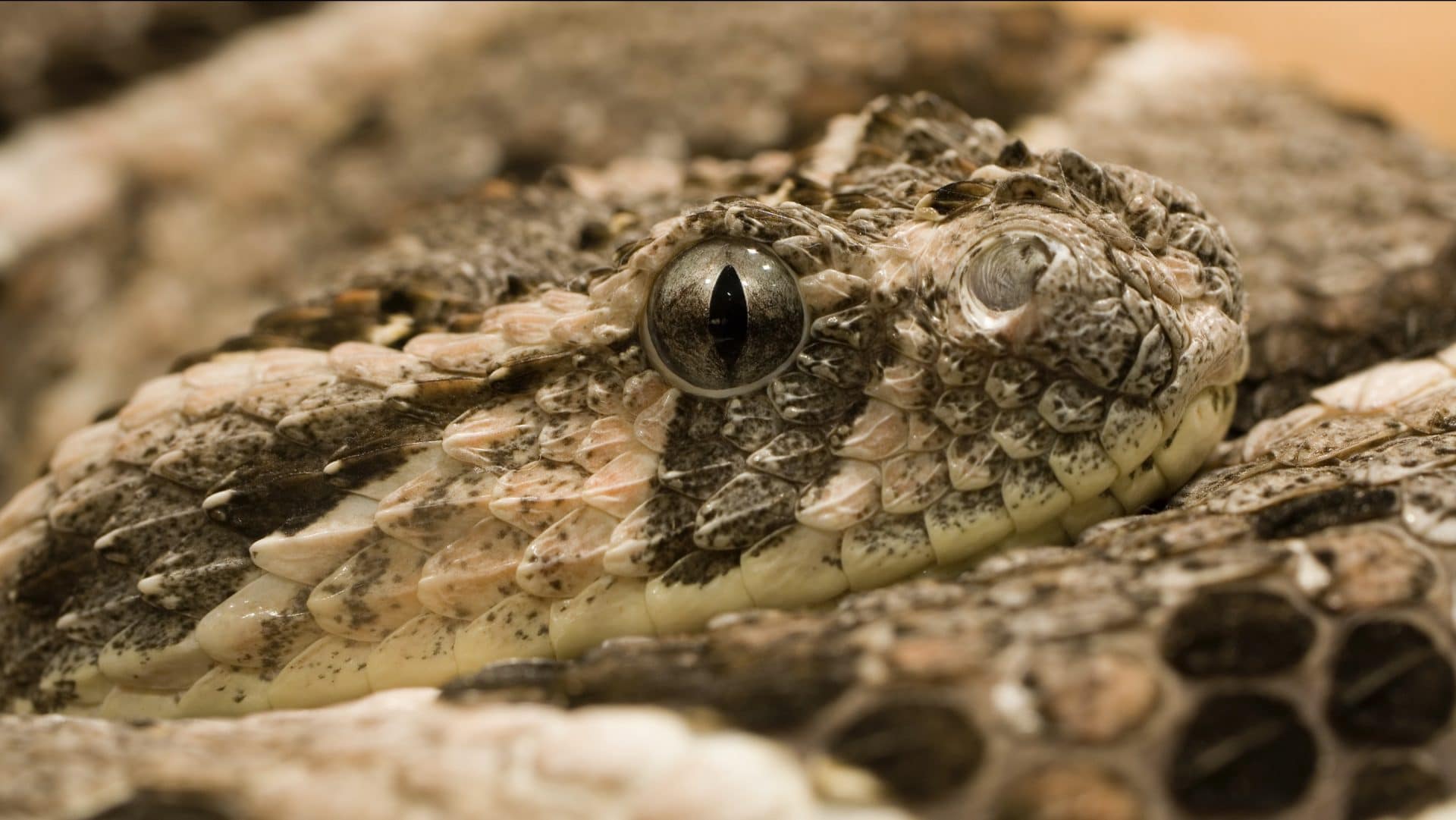 Puffadder - Terrariet