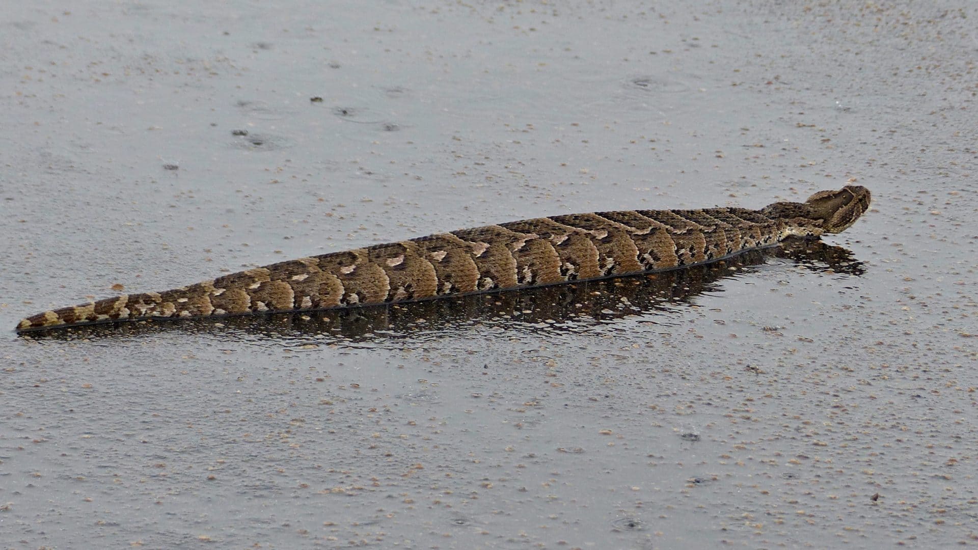 Puffadder - Terrariet
